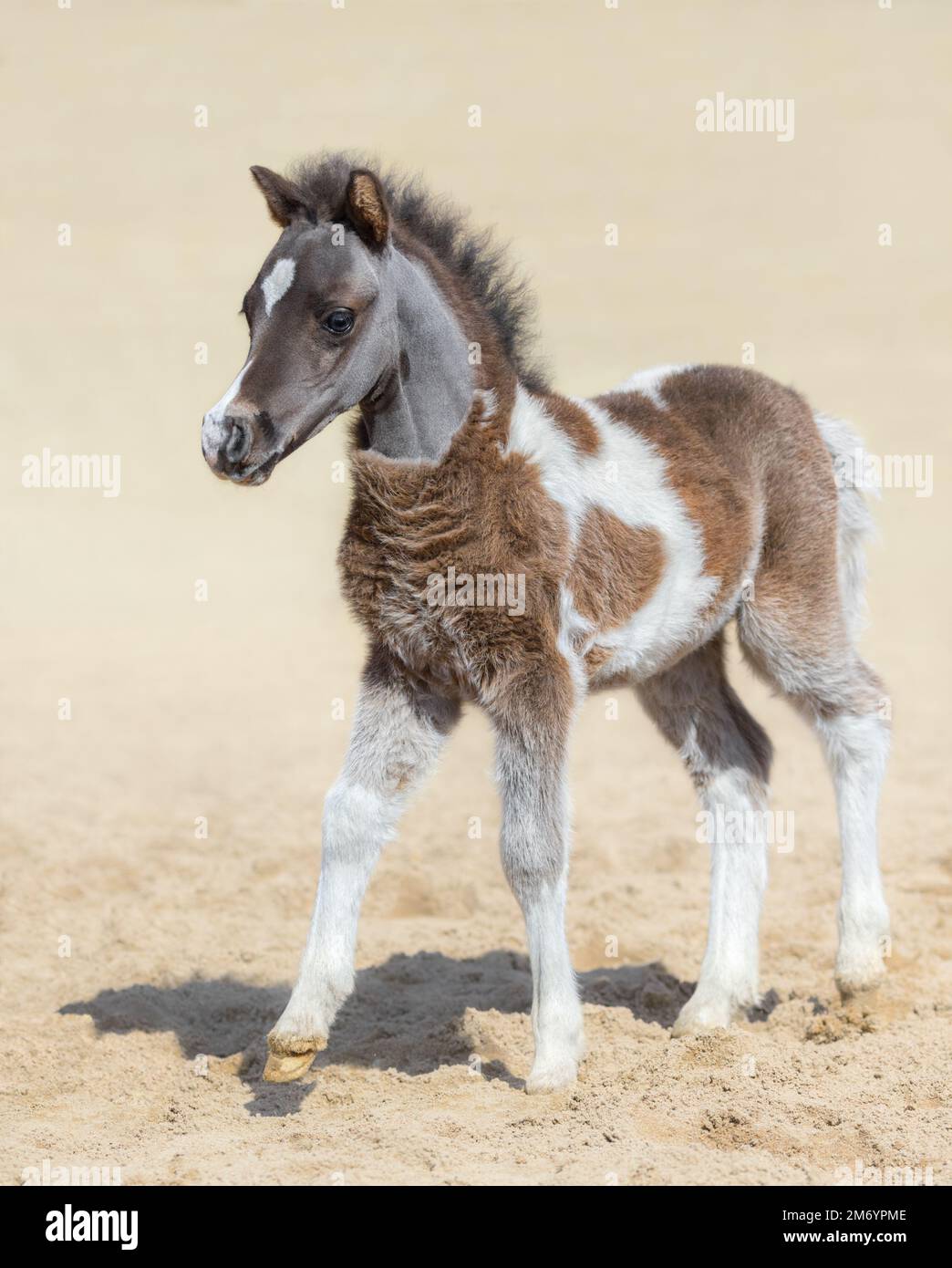 American miniature horse. Silver bay skewbald foal is one month of ...