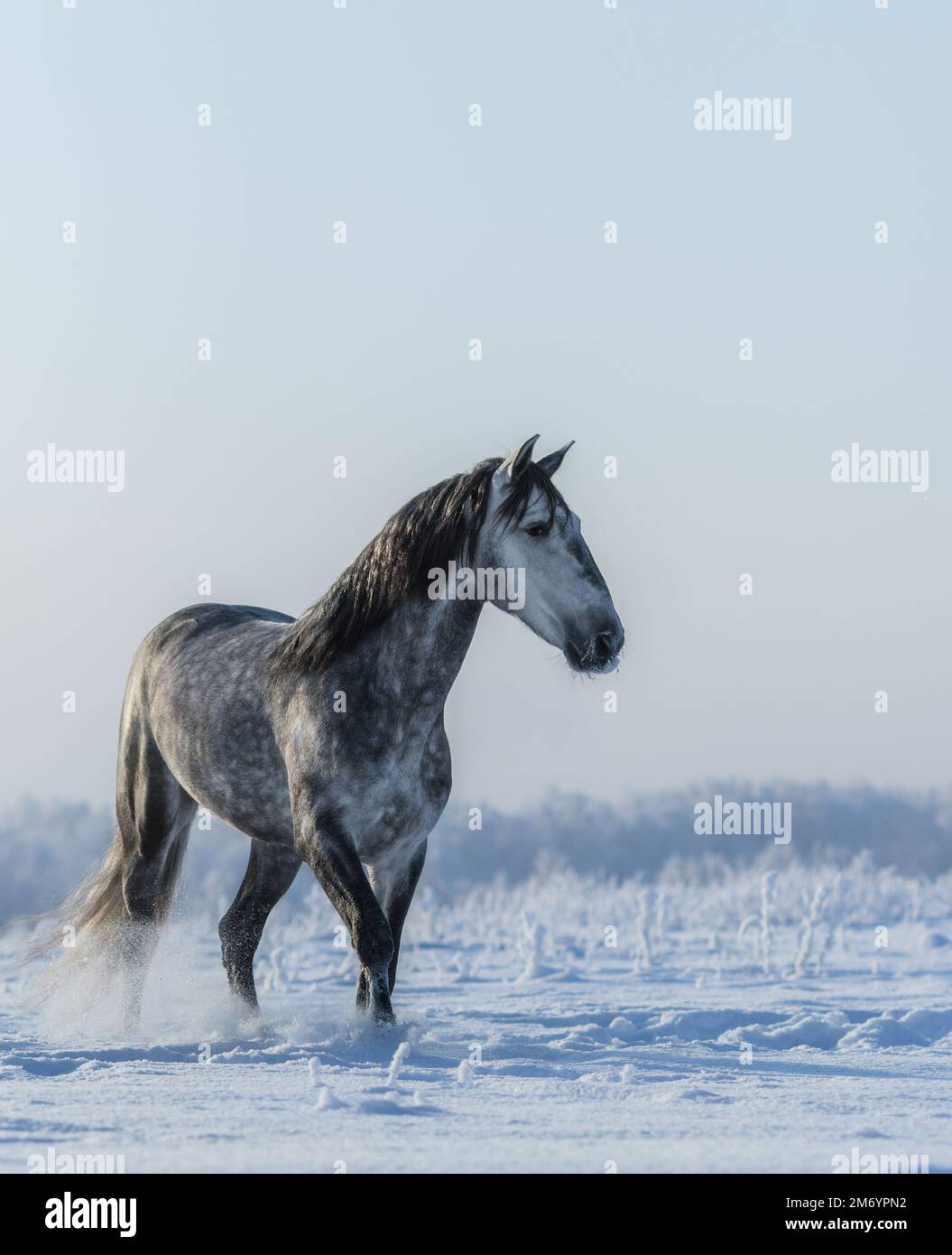 Dappled gray stallion hi-res stock photography and images - Alamy