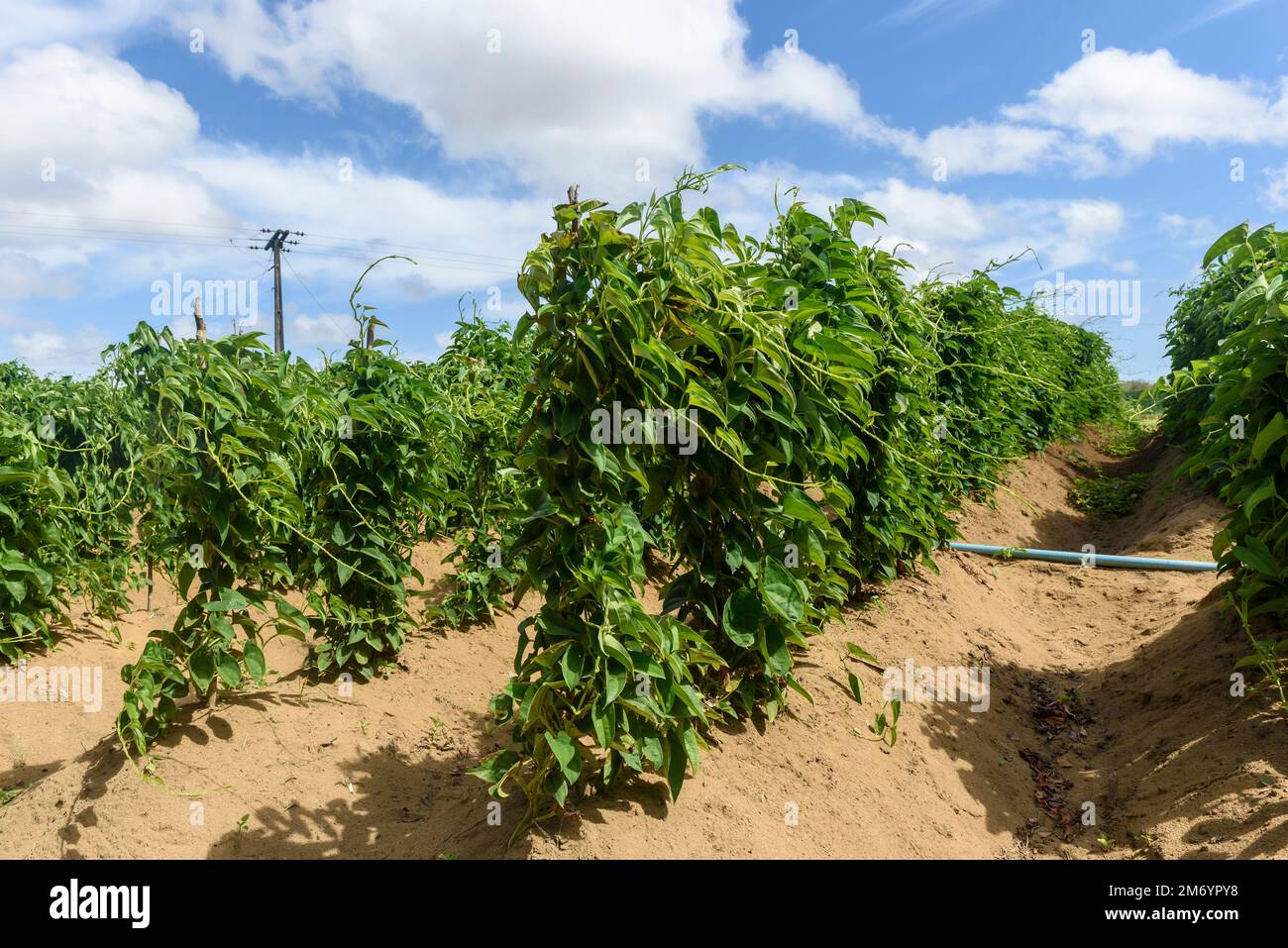 Yam plantation in Conde, Paraiba, Brazil on December 21, 2022 ...