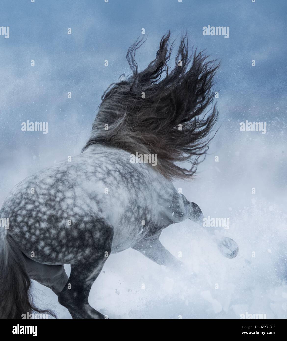 Purebred Spanish grey long-maned horse galloping during blizzard. Back ...