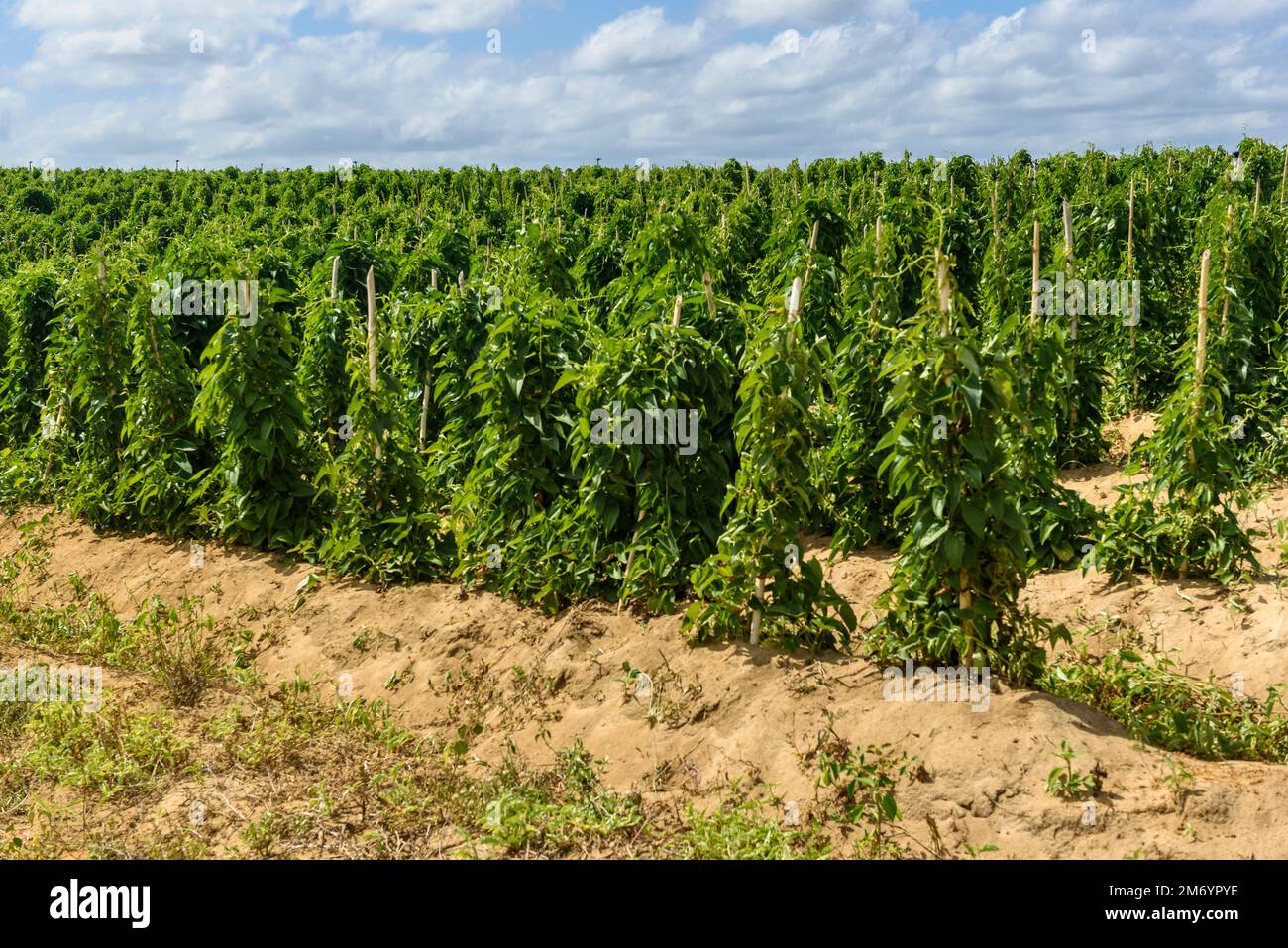 Yam plantation in Conde, Paraiba, Brazil on December 21, 2022 ...
