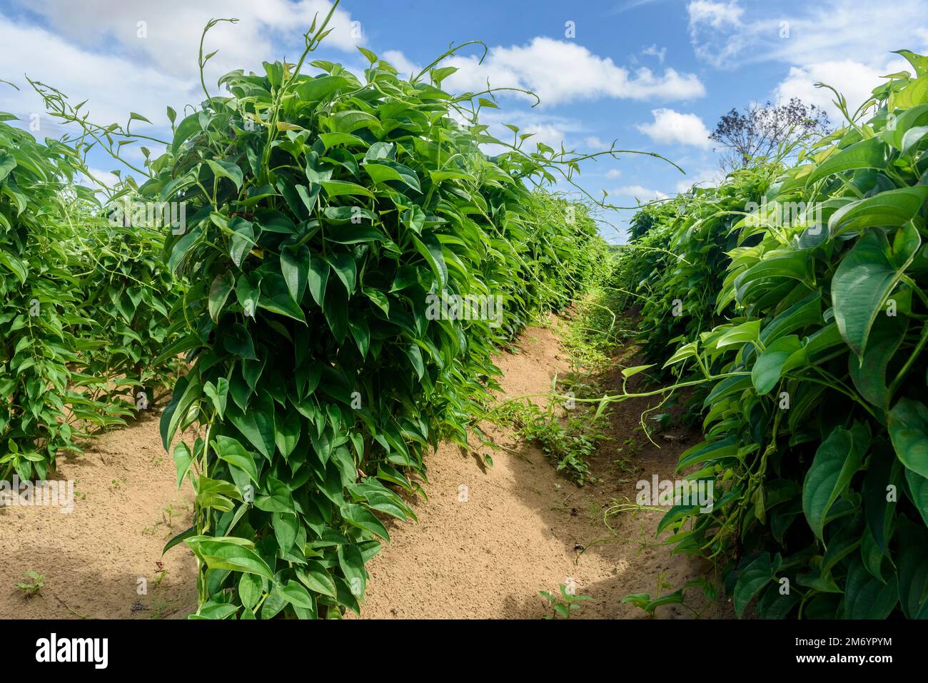 Yam plantation in Conde, Paraiba, Brazil on December 21, 2022 ...