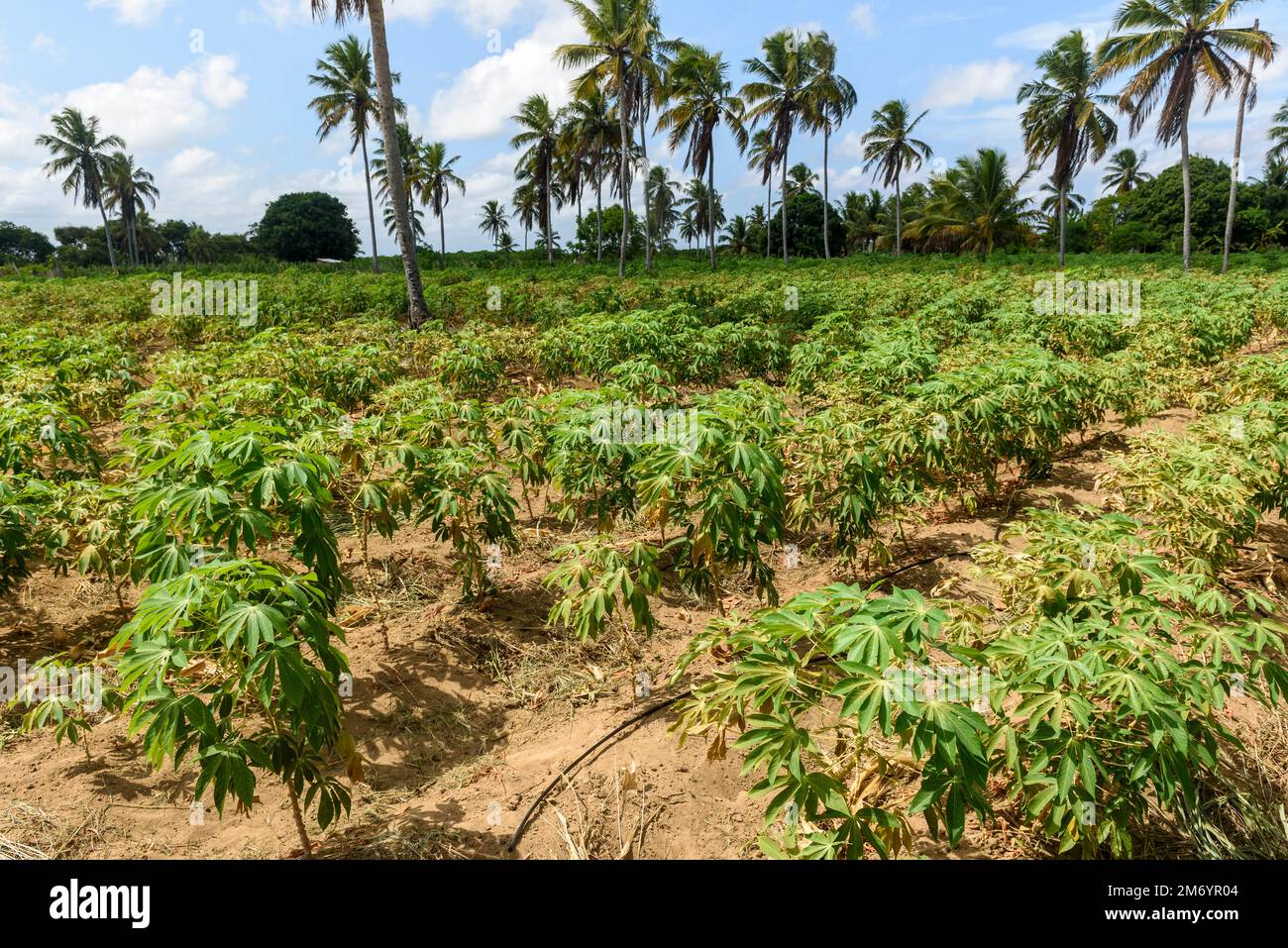Cassava plantation in Conde, Paraiba, Brazil Stock Photo - Alamy