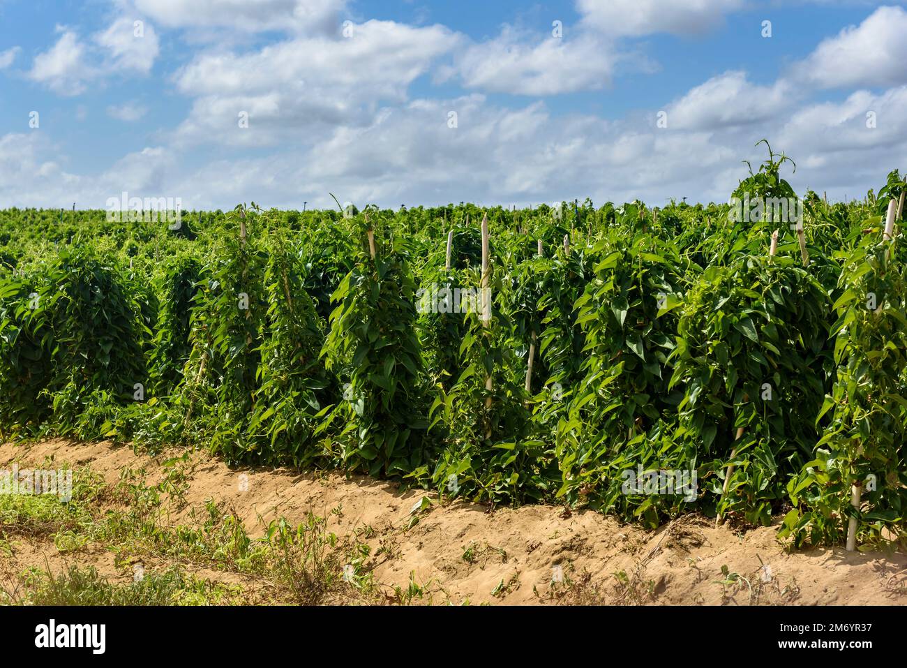 Yam plantation hi-res stock photography and images - Alamy