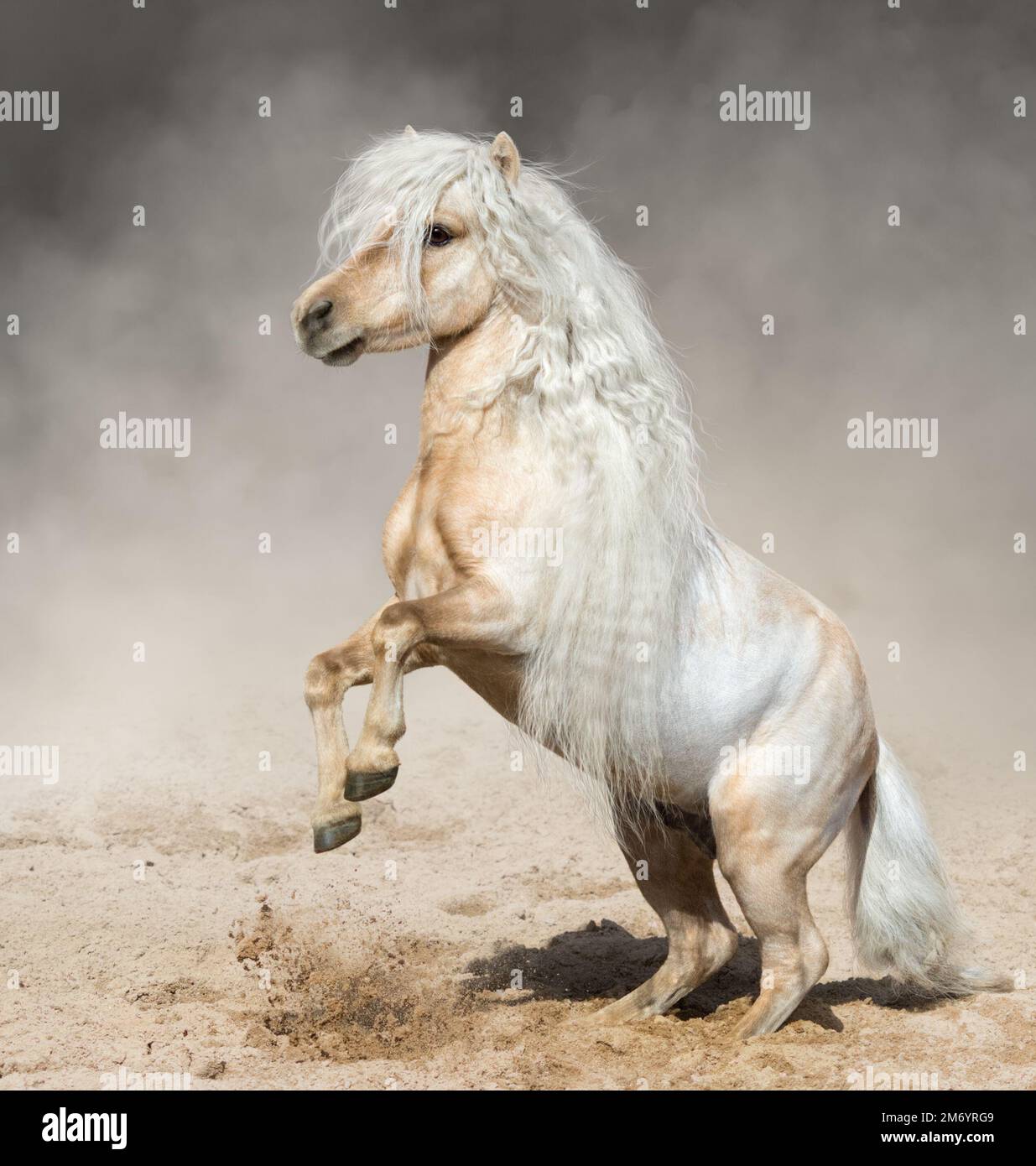 Palomino American Miniature Horse with long mane rearing in paddock in ...