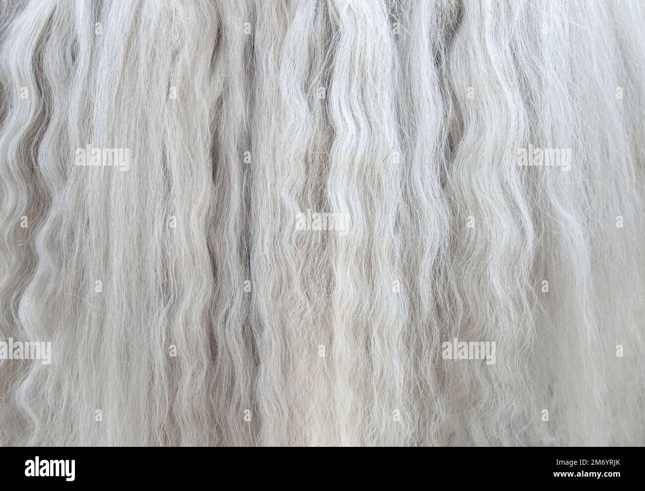 Long white mane of horse close up. Animal background Stock Photo - Alamy