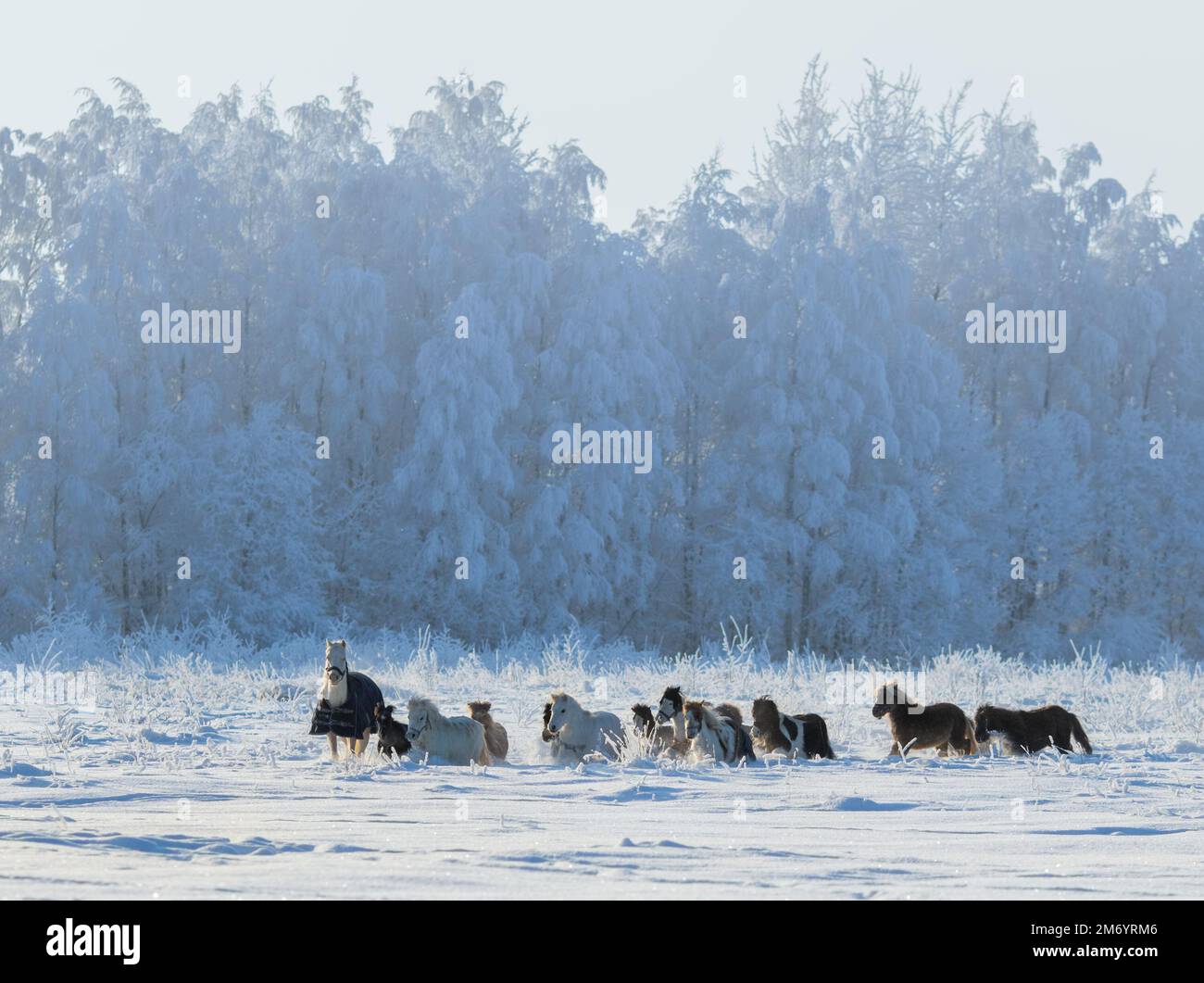 Group of ponies and American miniature horses on snowfield Stock Photo ...
