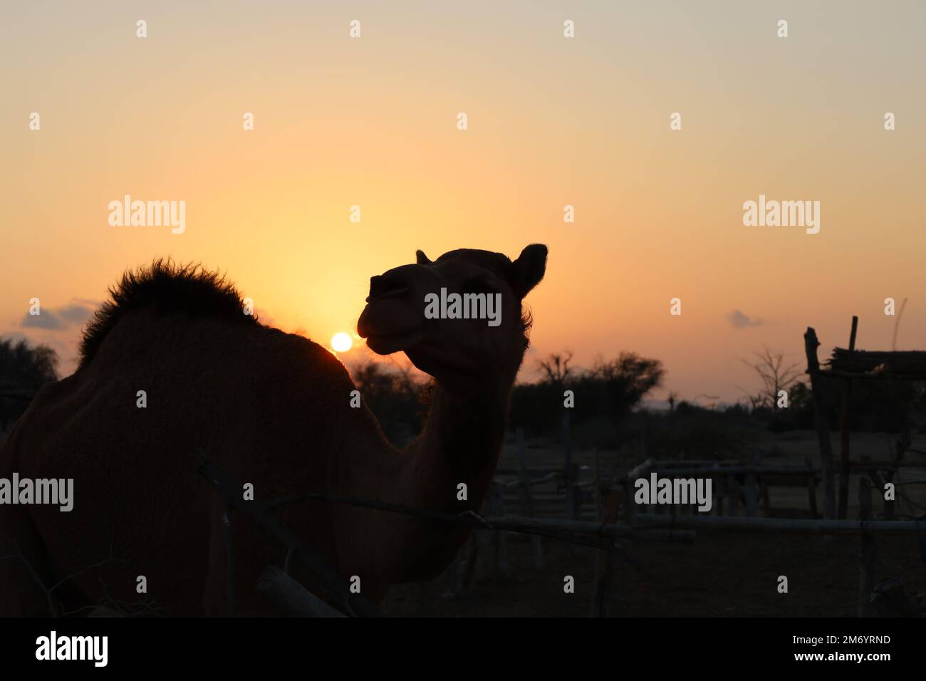 'Sun-kissing' camel at sunset Stock Photo - Alamy