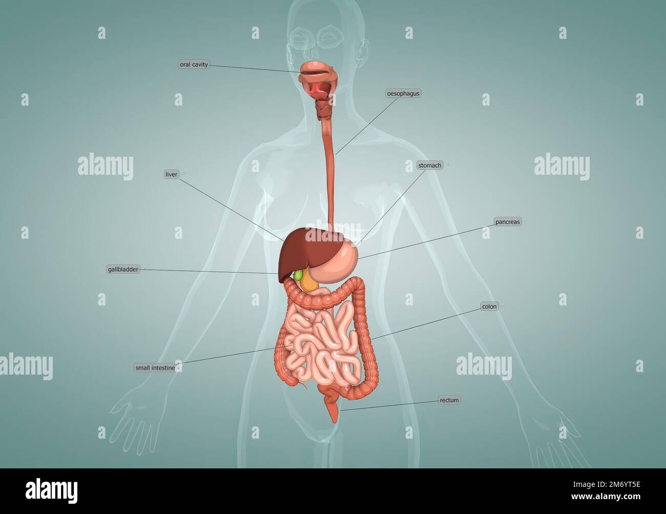 Human digestive small intestine back hi-res stock photography and ...