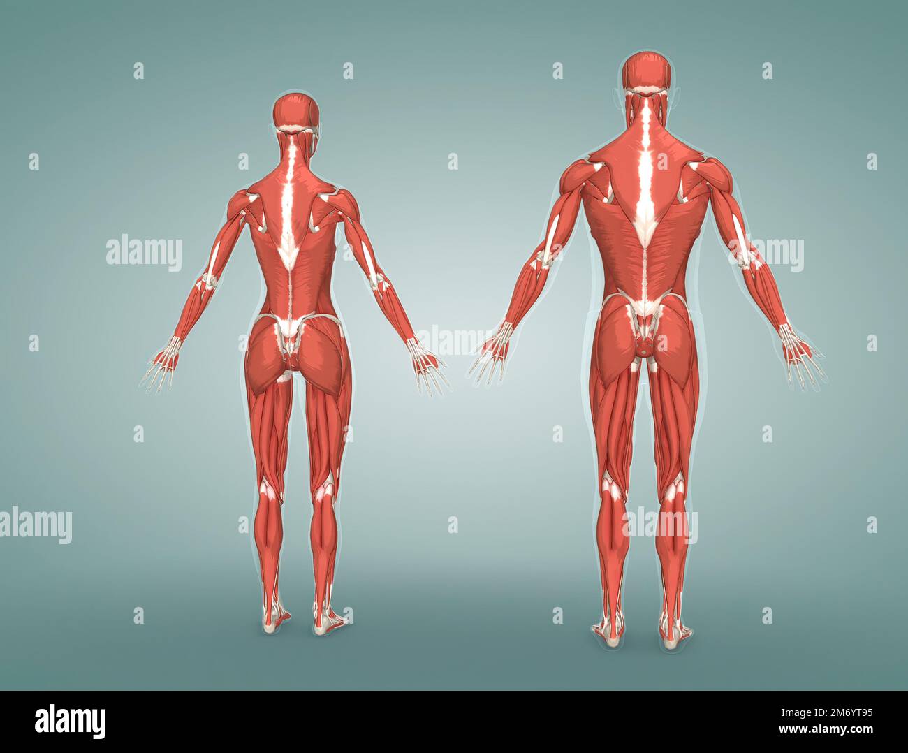 Human digestive small intestine back hi-res stock photography and ...