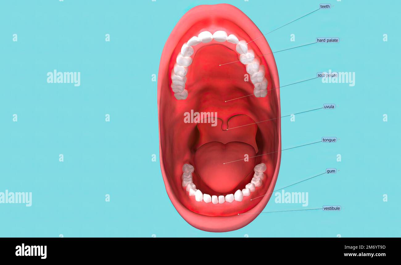 Buccal cavity hi-res stock photography and images - Alamy