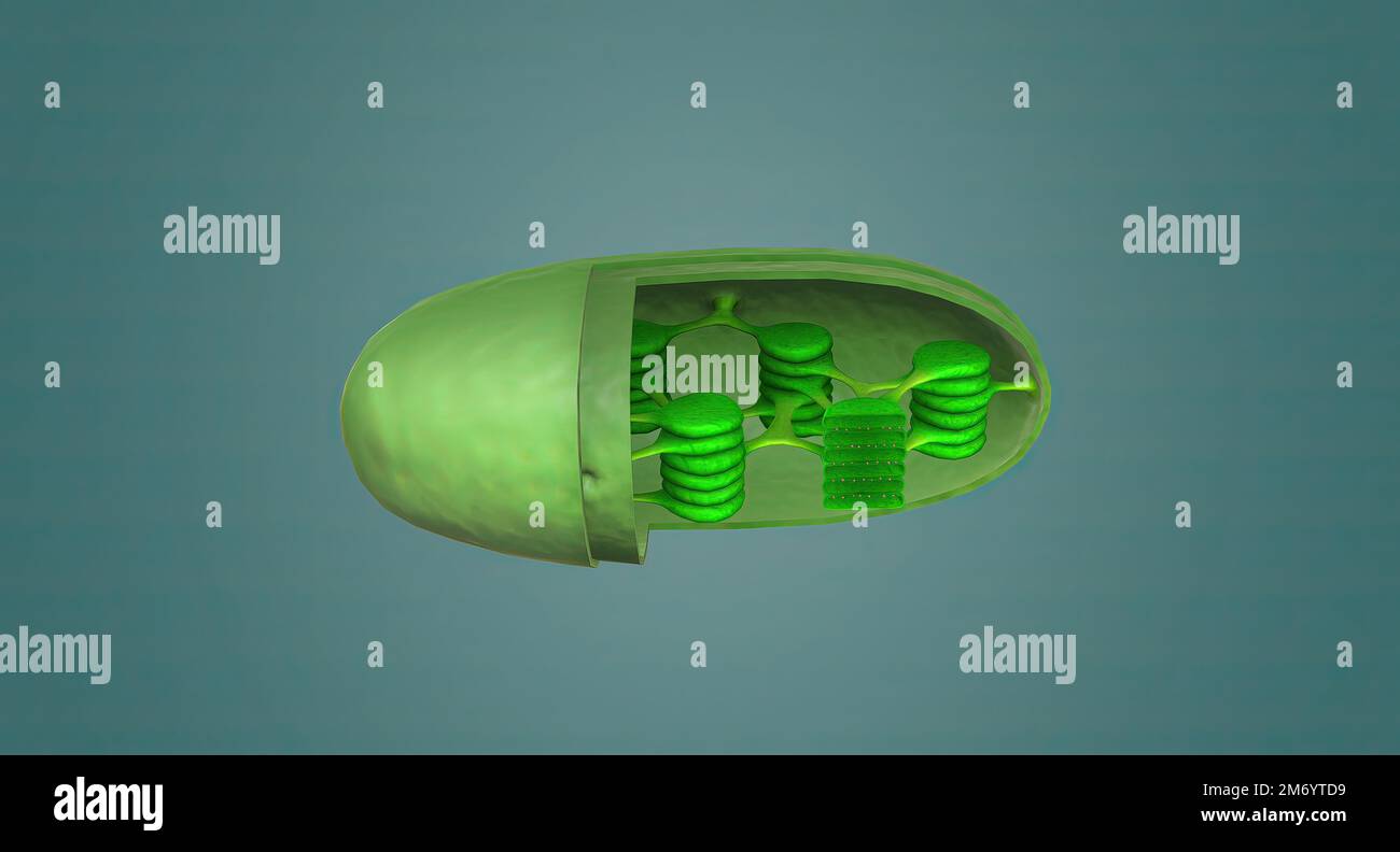 Ribosomes plant cell hi-res stock photography and images - Alamy