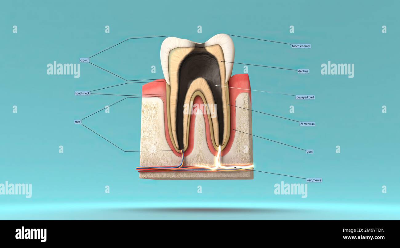 Diphyodont dentition hi-res stock photography and images - Alamy