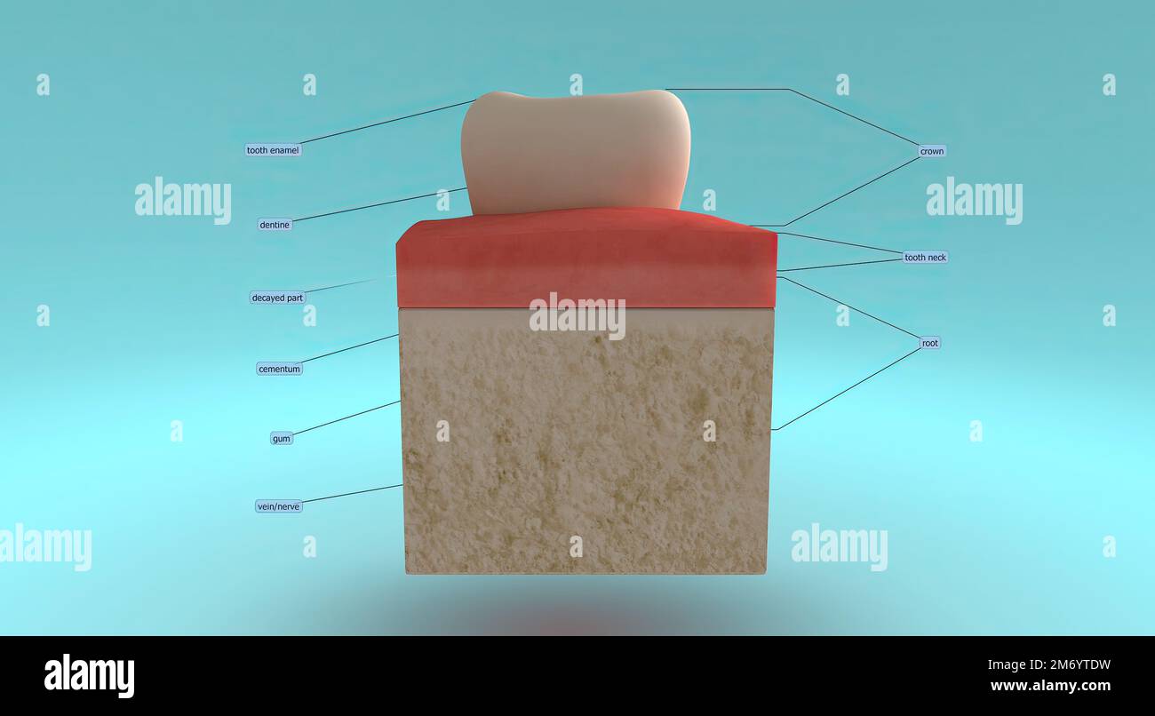 Diphyodont dentition hi-res stock photography and images - Alamy
