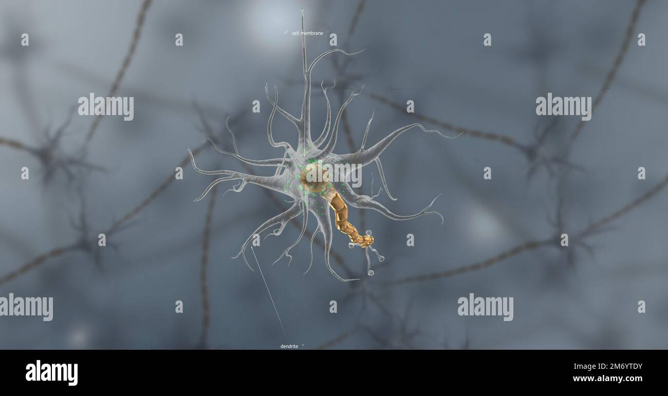 Spinal ganglion nerve cell hi-res stock photography and images - Alamy