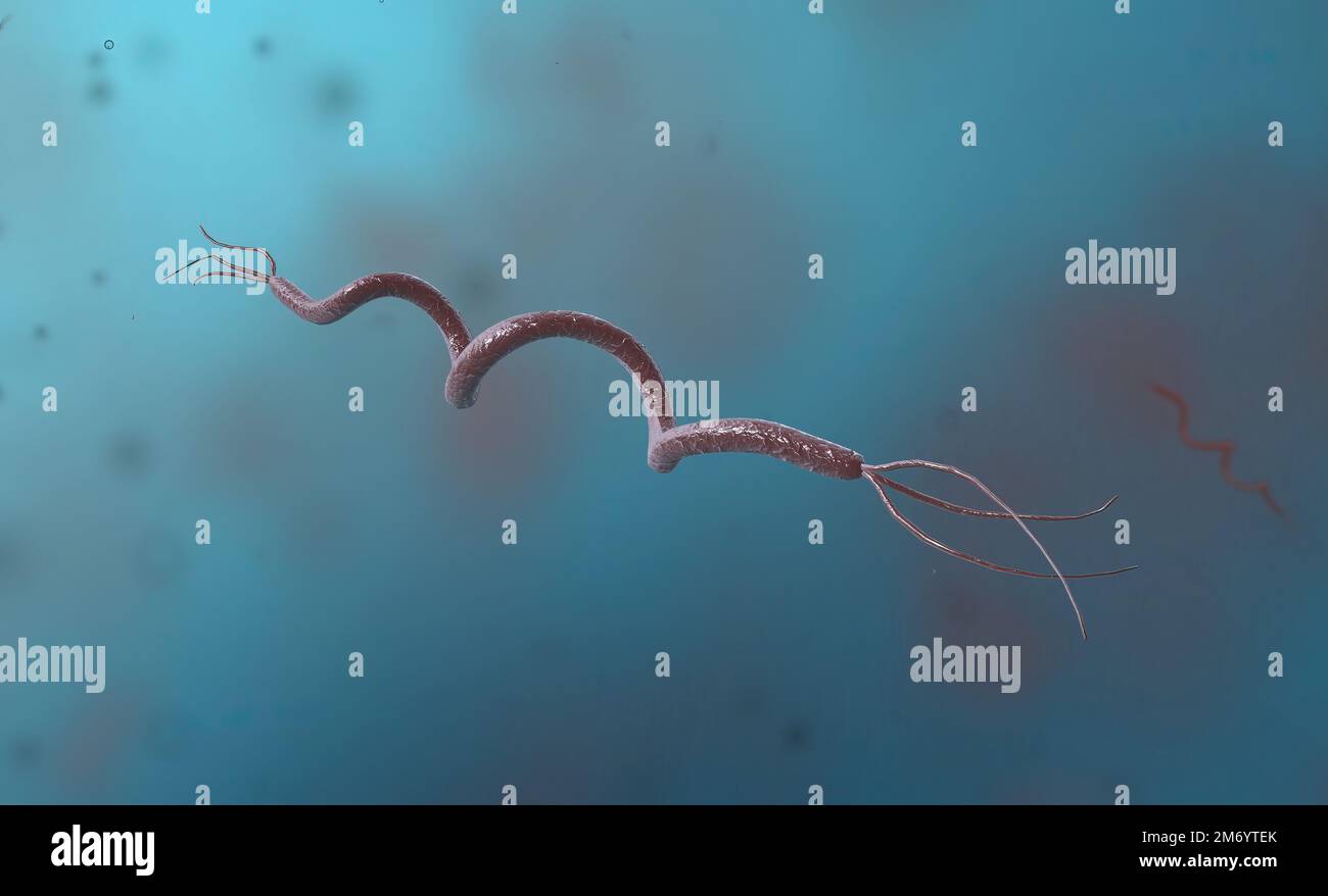 Spiral shaped bacterium hi-res stock photography and images - Alamy