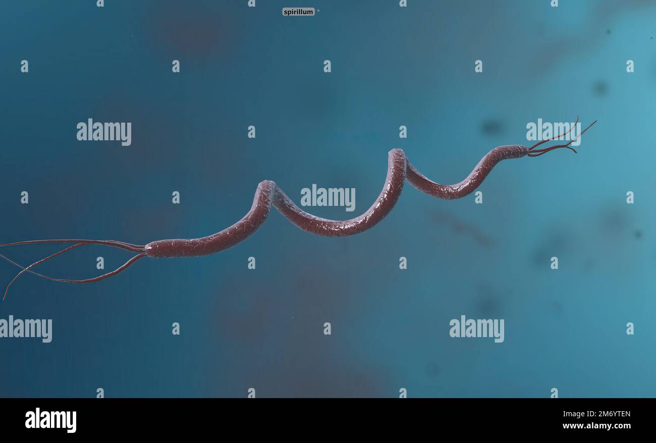 Spiral shaped bacterium hi-res stock photography and images - Alamy