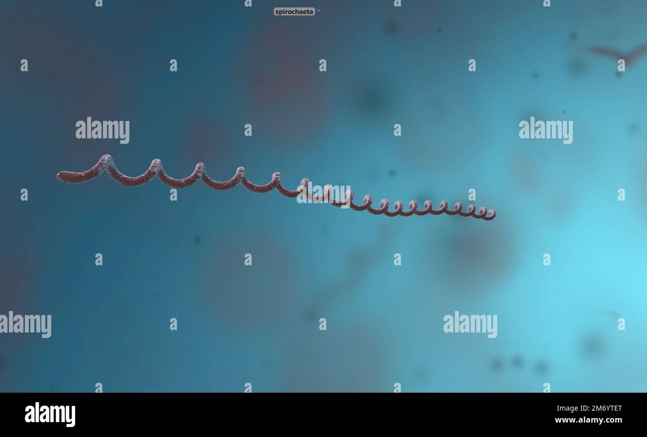 Spiral shaped bacterium hi-res stock photography and images - Alamy