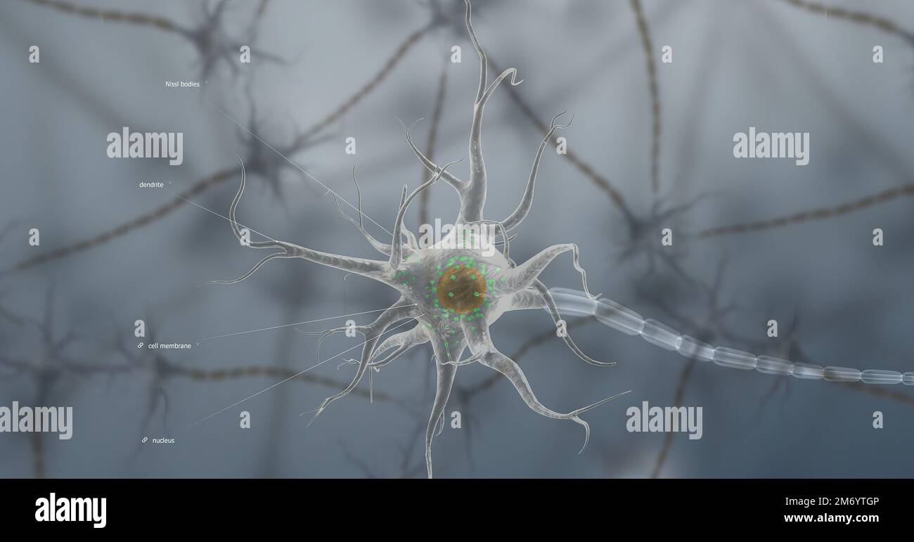 Spinal ganglion nerve cell hi-res stock photography and images - Alamy