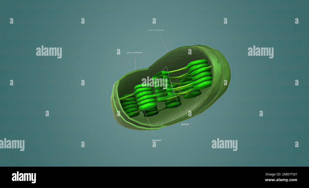 Ribosomes plant cell hi-res stock photography and images - Alamy