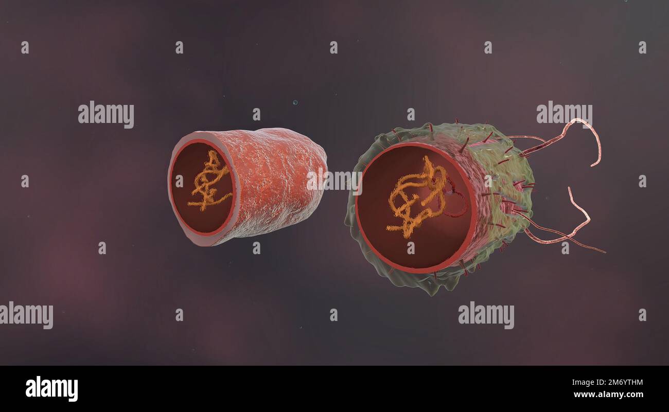 Wound bacteriology hi-res stock photography and images - Alamy