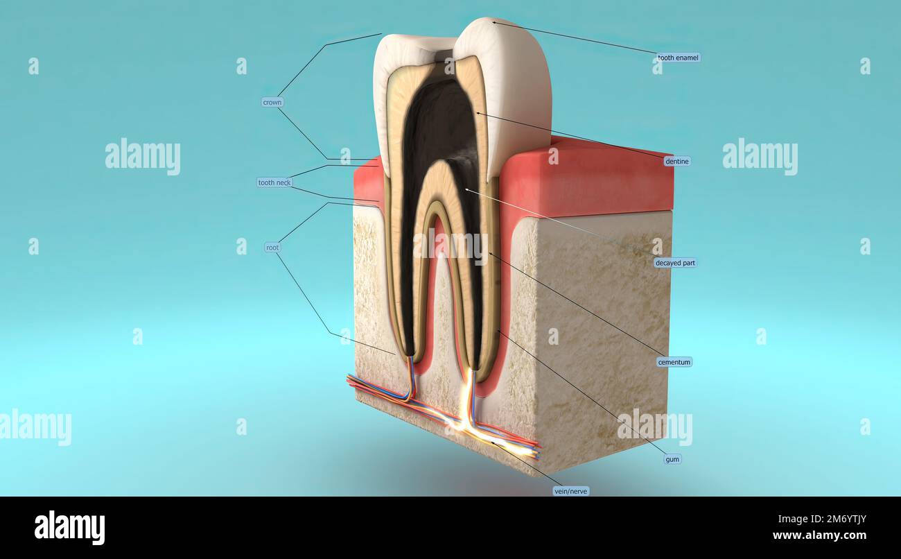 Diphyodont dentition hi-res stock photography and images - Alamy