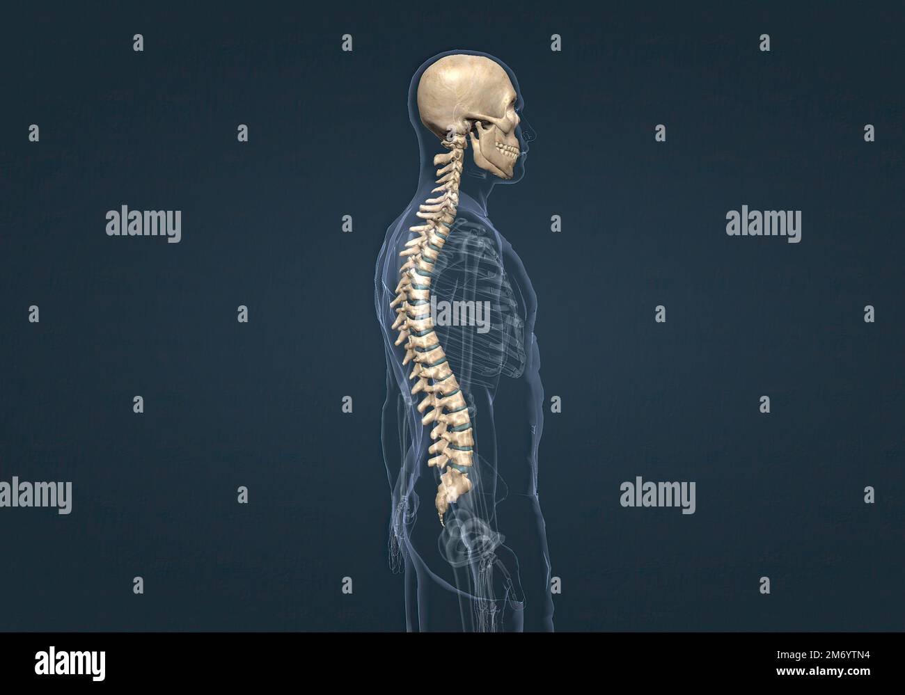 Medical conditions of the spine hi-res stock photography and images - Alamy