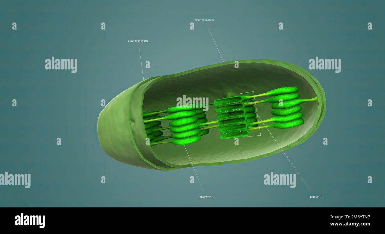 Cytoskeleton of plant cells hi-res stock photography and images - Alamy
