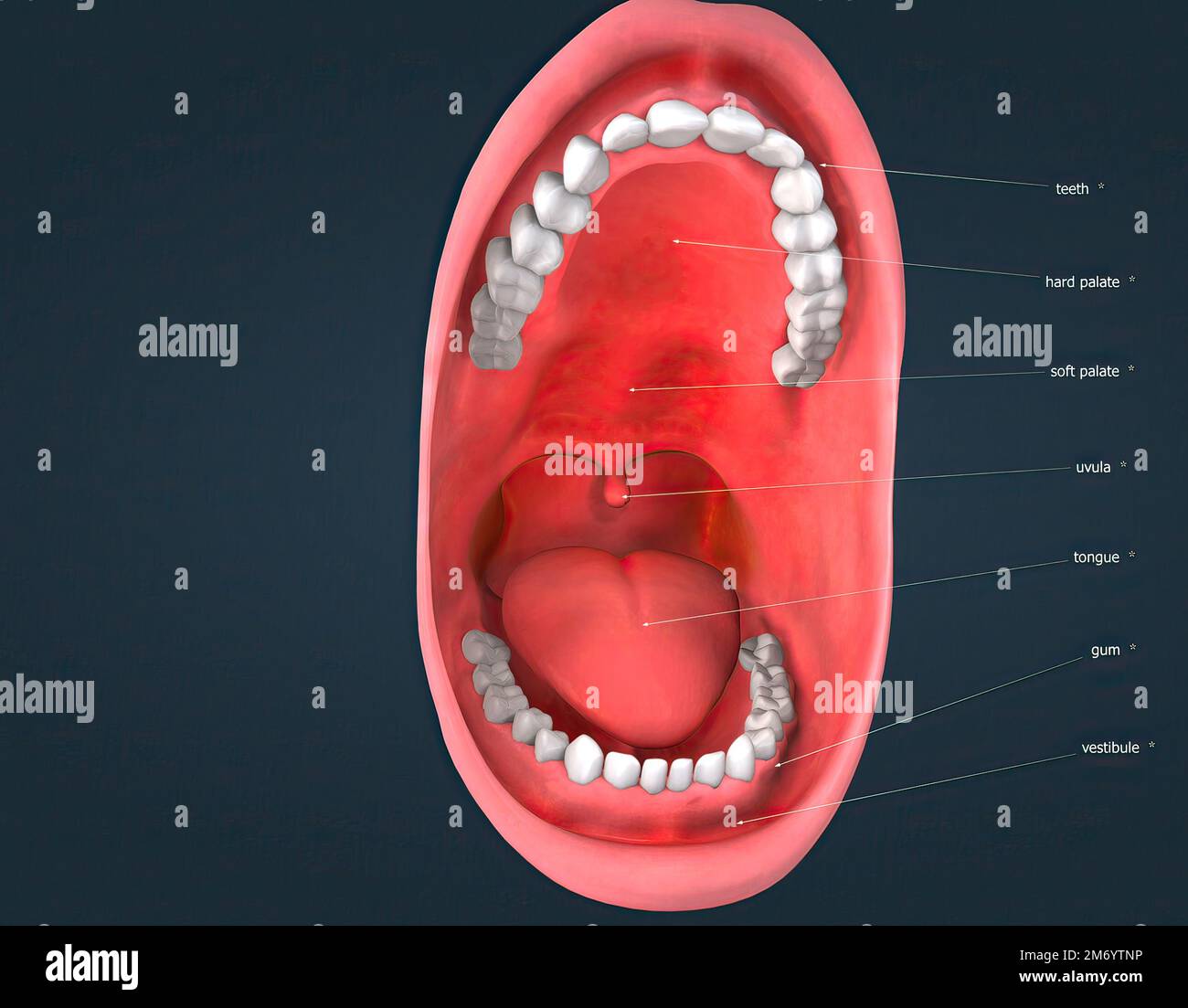Buccal cavity hi-res stock photography and images - Alamy