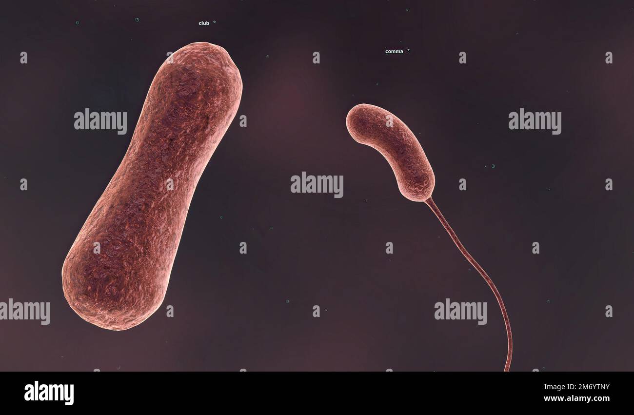 Mycoplasma infection hi-res stock photography and images - Alamy