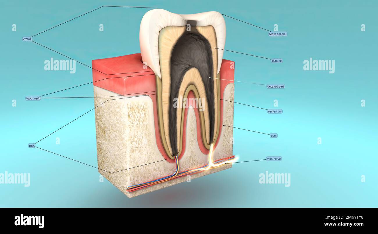 Diphyodont dentition hi-res stock photography and images - Alamy