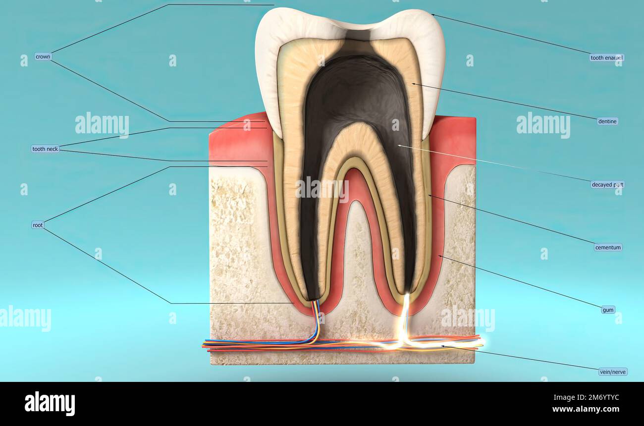 Diphyodont dentition hi-res stock photography and images - Alamy