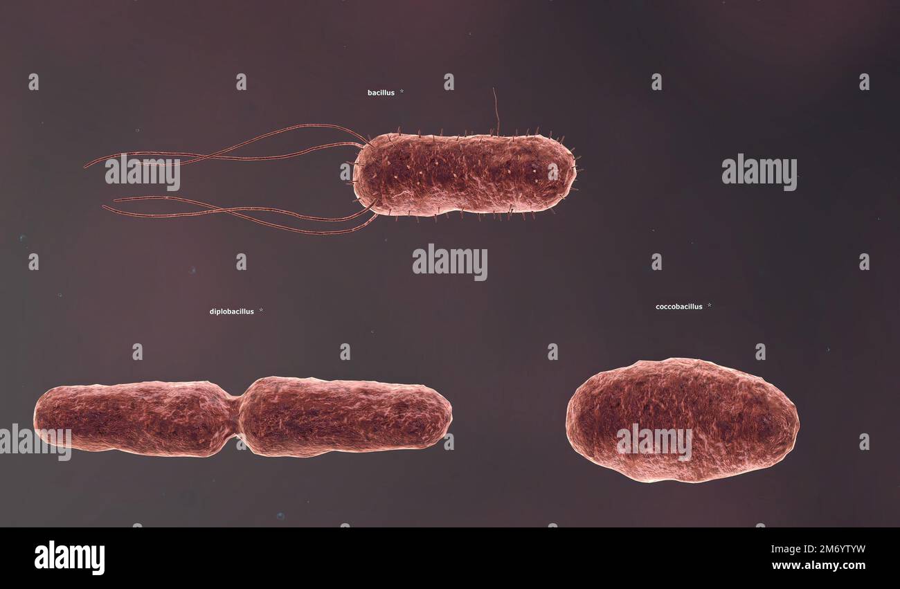 Mycoplasma infection hi-res stock photography and images - Alamy