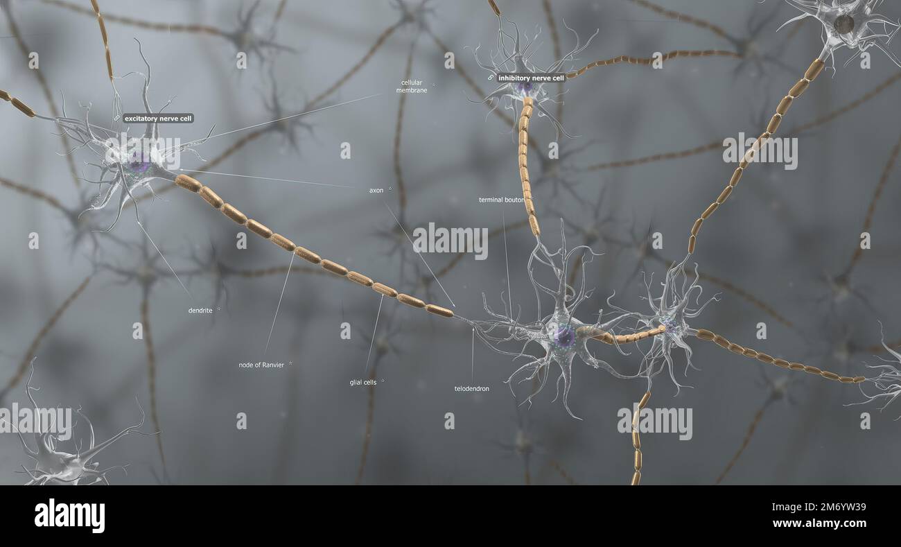 Resting potential axon hi-res stock photography and images - Alamy