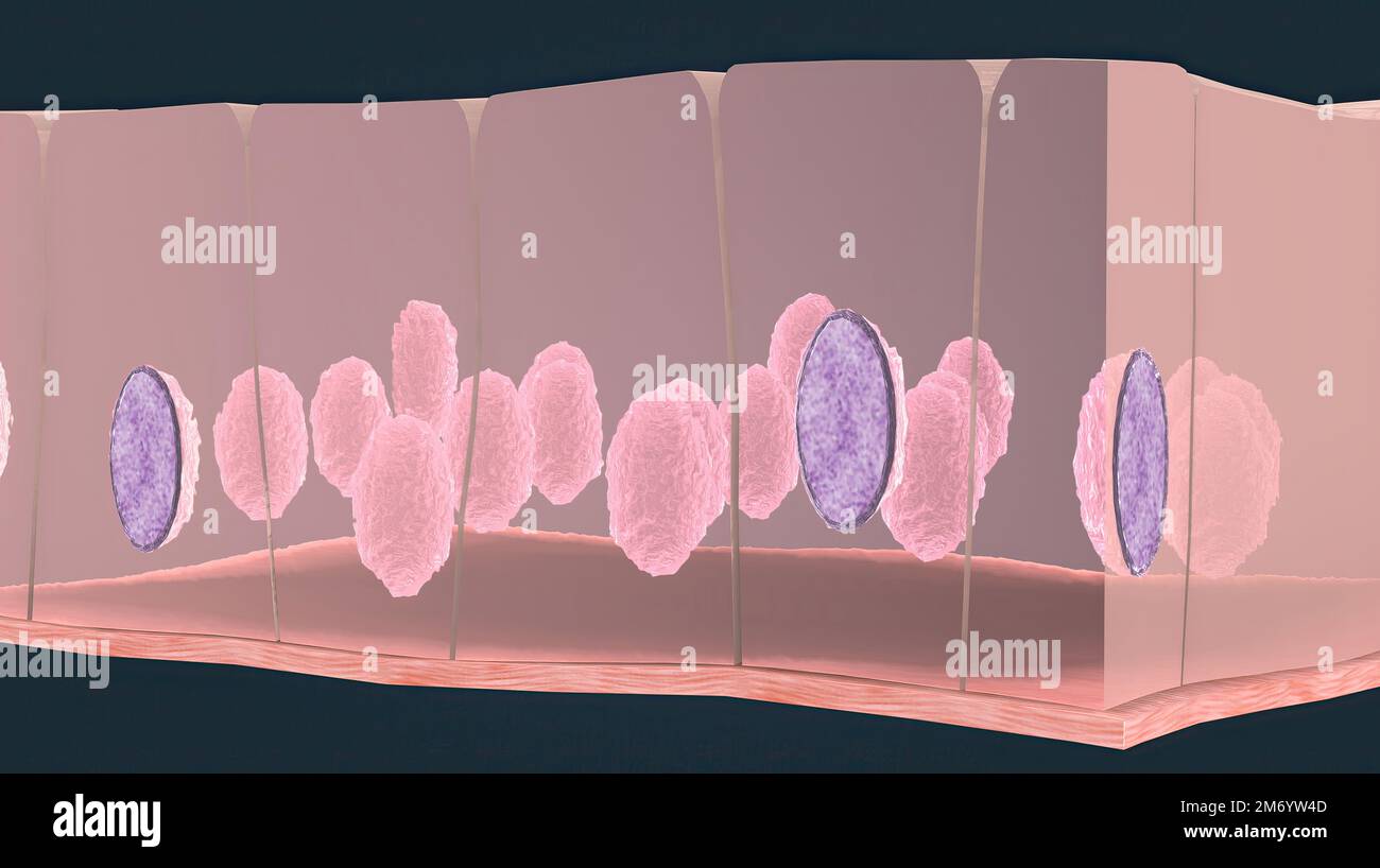 Stratified squamous epithelial hi-res stock photography and images - Alamy