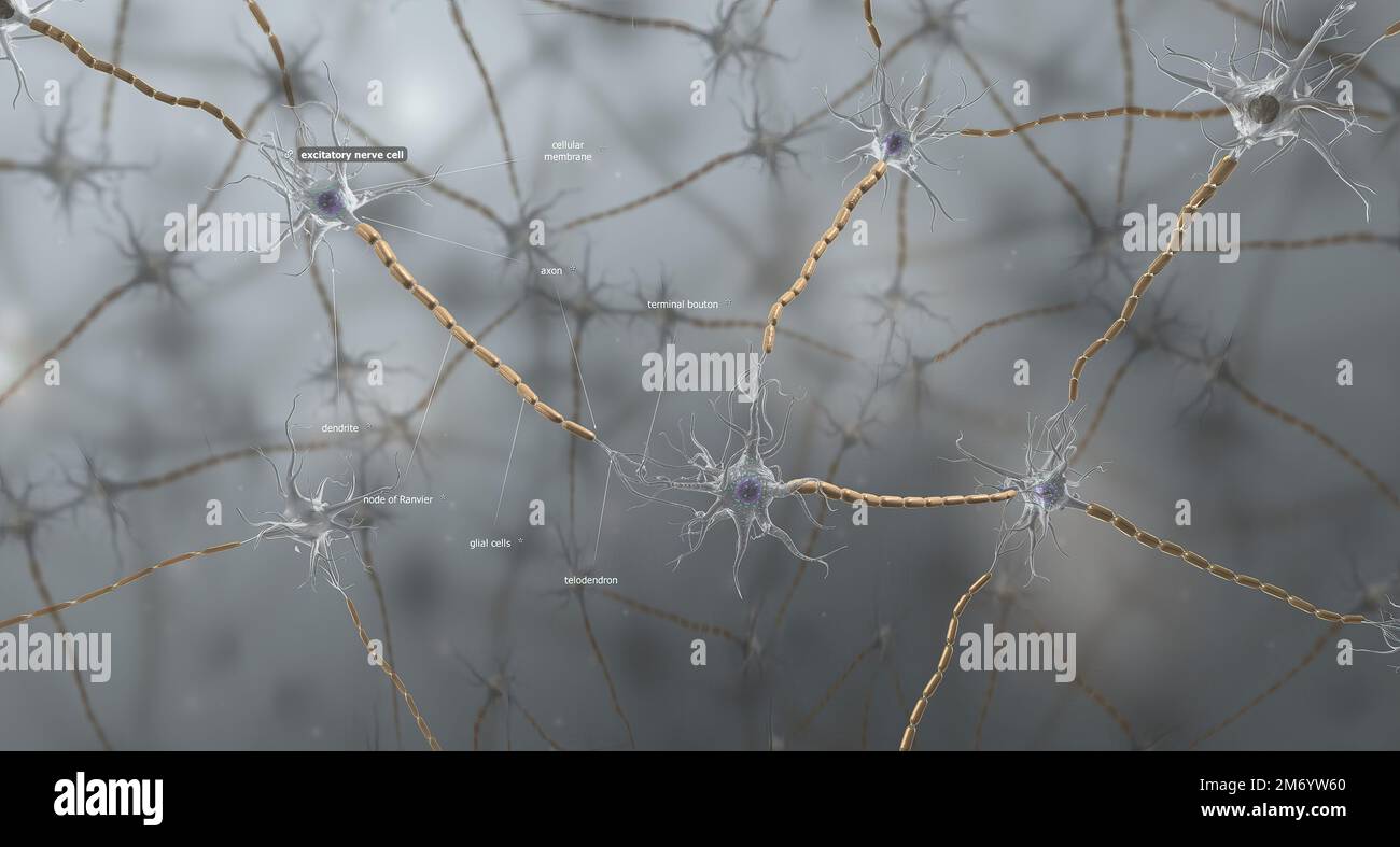 Basic nervous function hi-res stock photography and images - Alamy