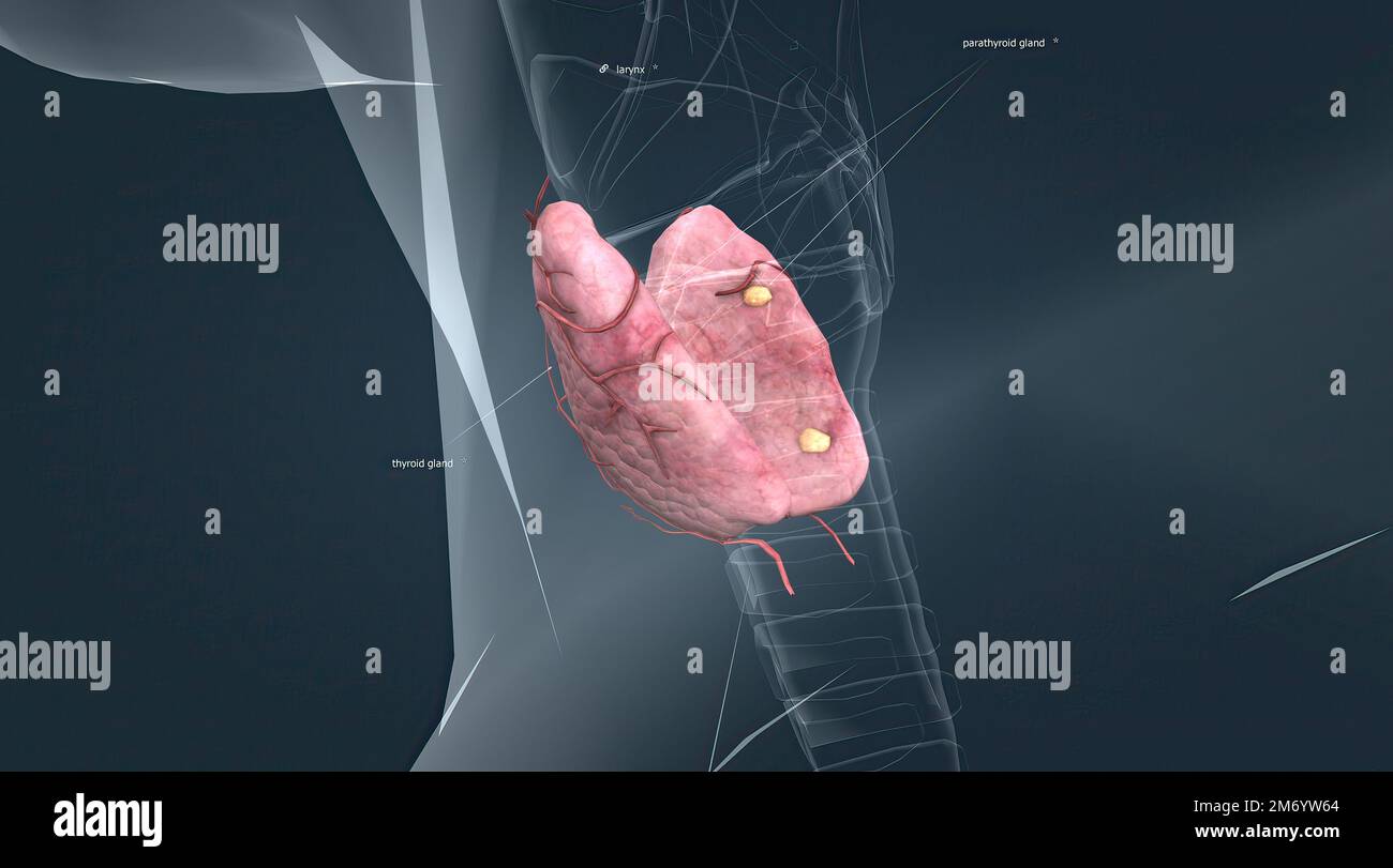 Isthmus of thyroid gland hi-res stock photography and images - Alamy