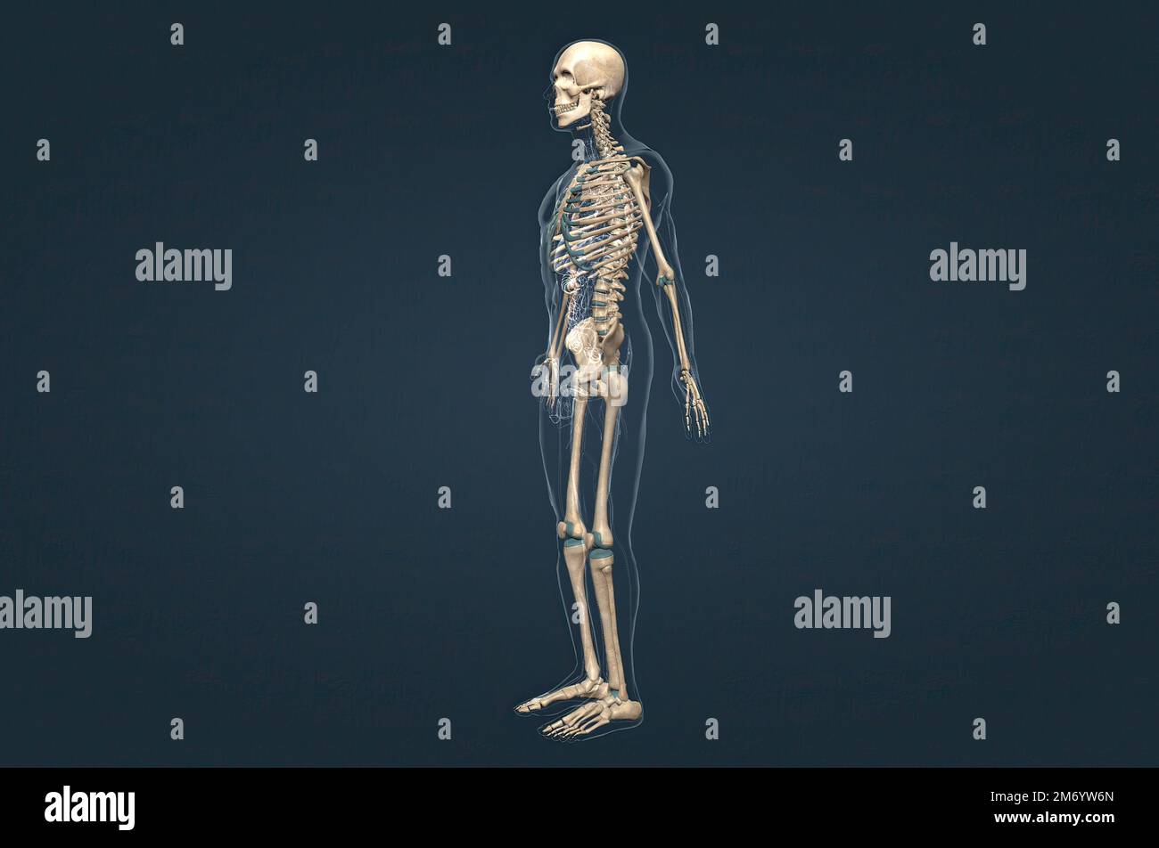 Types human bones hi-res stock photography and images - Alamy