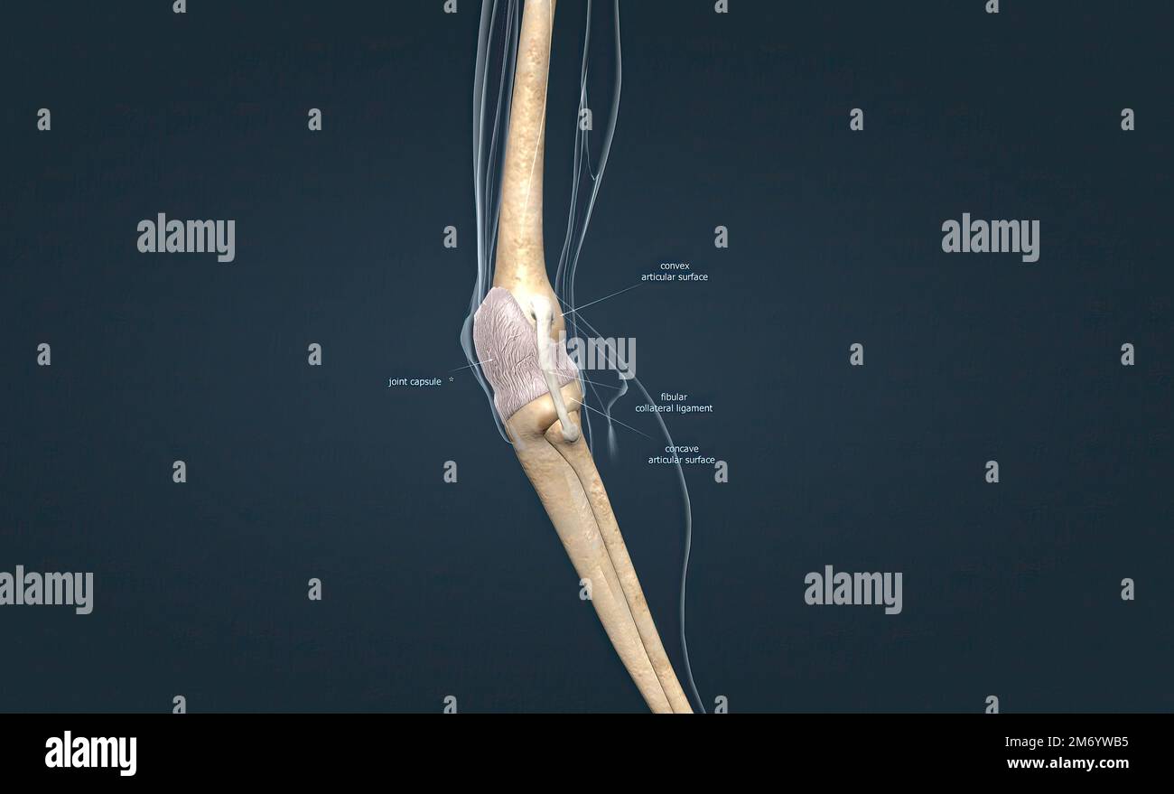 Ball socket joint anatomy hi-res stock photography and images - Alamy