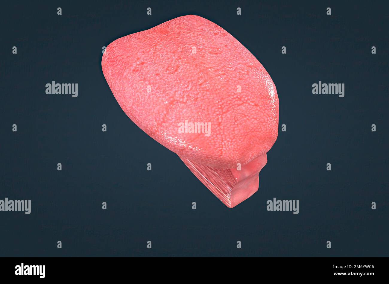 Chemosensory receptors hi-res stock photography and images - Alamy