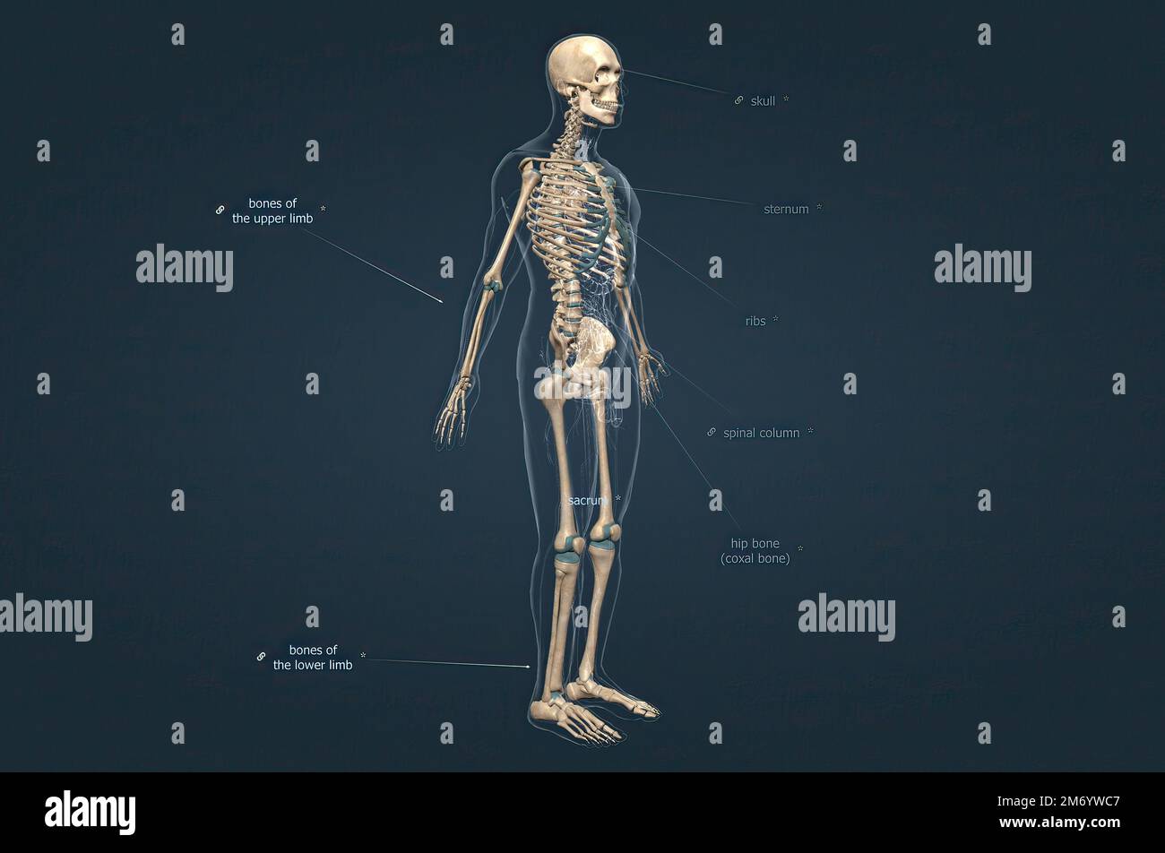 Types human bones hi-res stock photography and images - Alamy