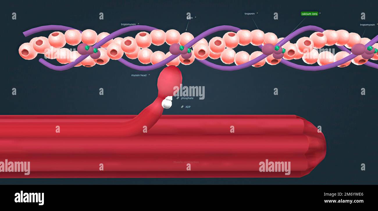 Actin filaments hi-res stock photography and images - Alamy