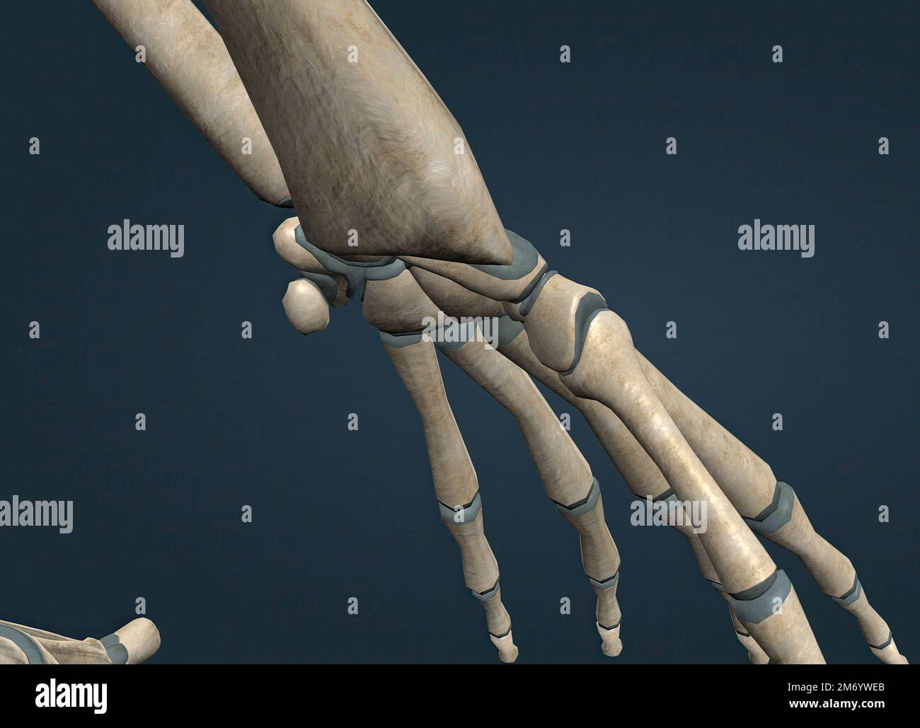 Synovial joint cavity hi-res stock photography and images - Alamy