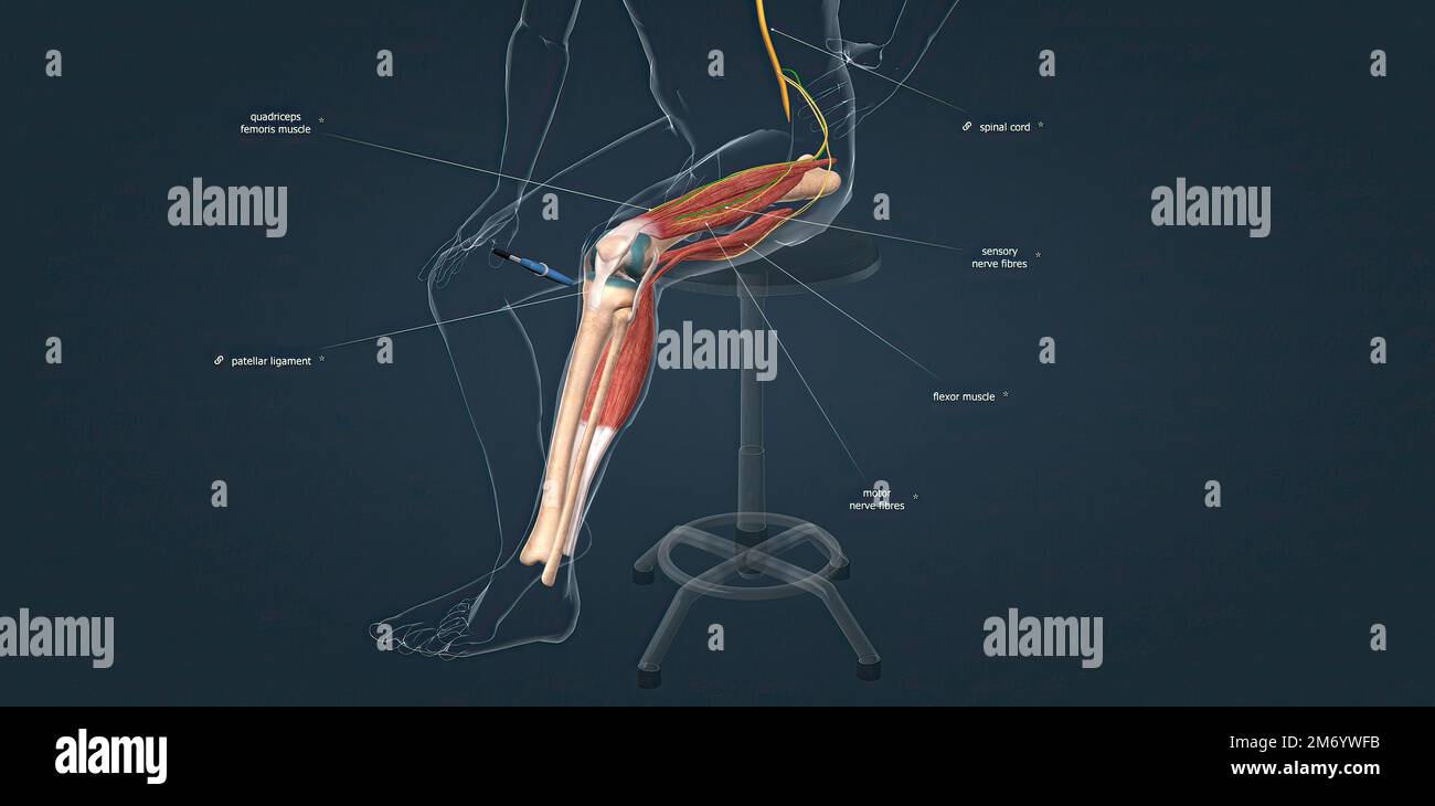 Postural reflex hi-res stock photography and images - Alamy