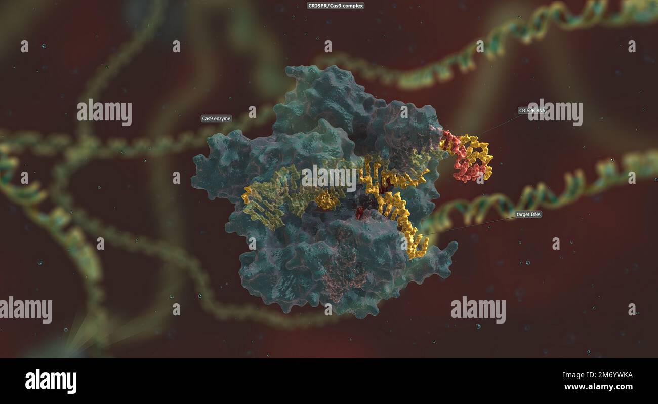 Rna editing hi-res stock photography and images - Alamy