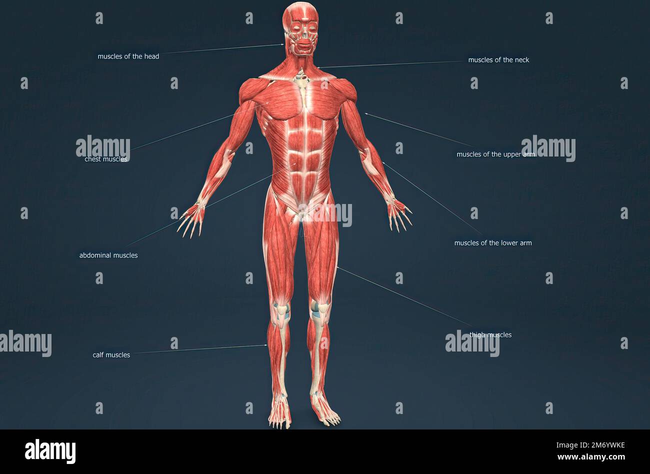 Anatomy illustration of the male abdominal muscles hi-res stock ...