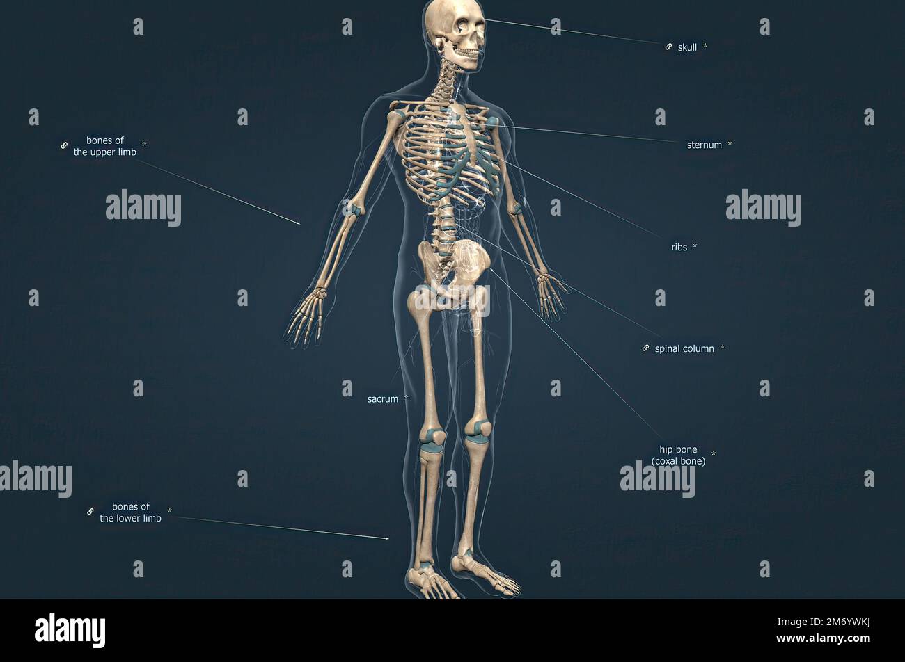 Types human bones hi-res stock photography and images - Alamy