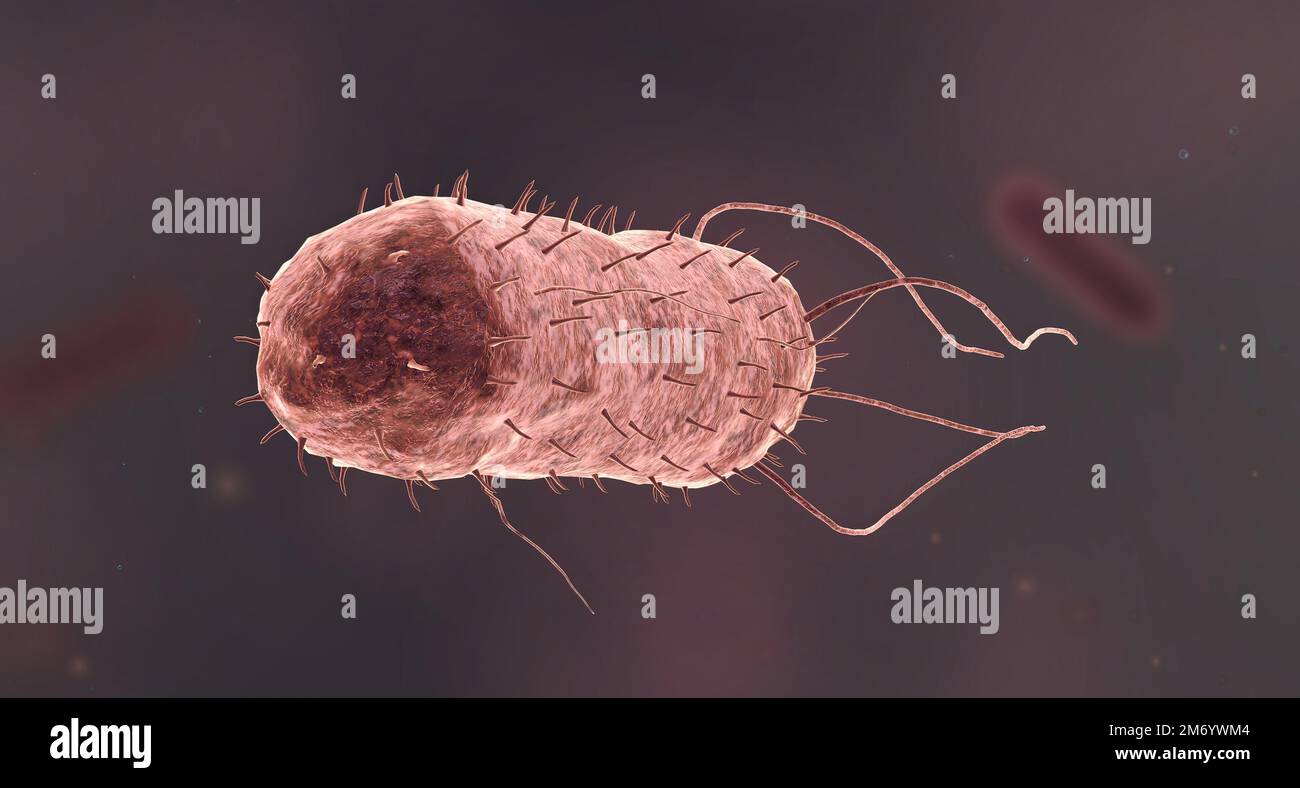 Binary fission hi-res stock photography and images - Alamy