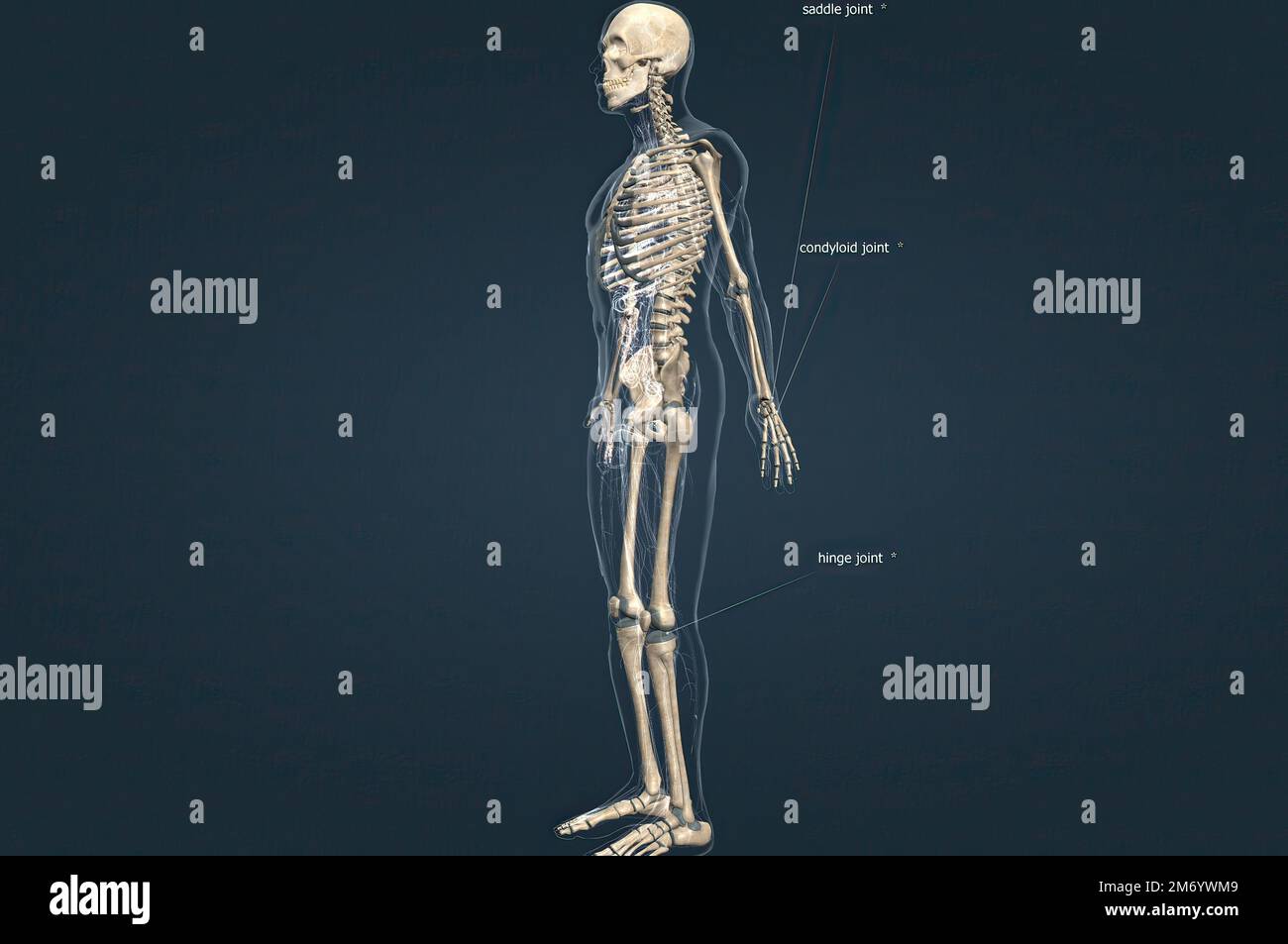 Types Of Joint Movements