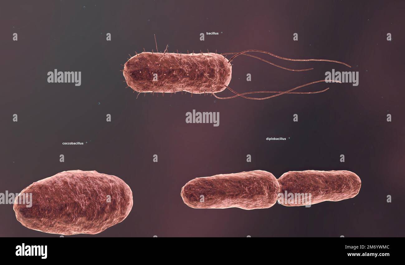 Mycoplasma infection hi-res stock photography and images - Alamy